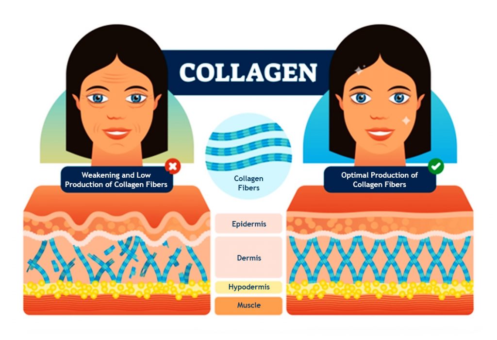 Collagen: Types and Uses - EverBiotics